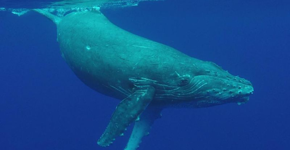 12 Most Powerful Animals In The World - Exploring Animals