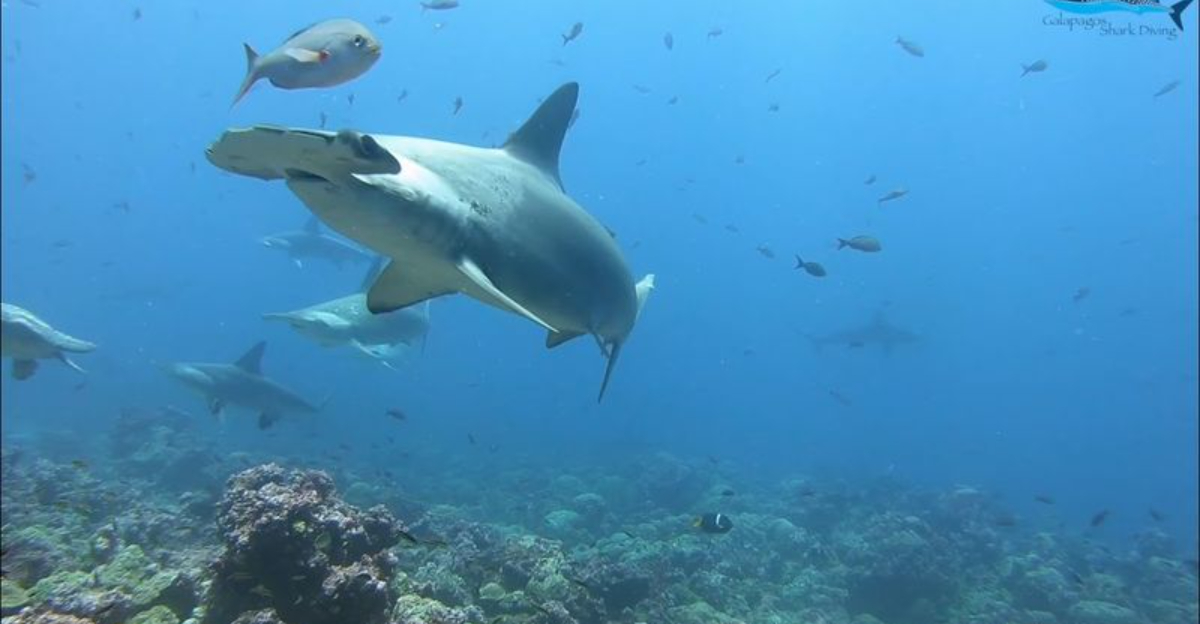 12 Ocean Animals So Powerful They Rule the Waters—and Where You Might ...