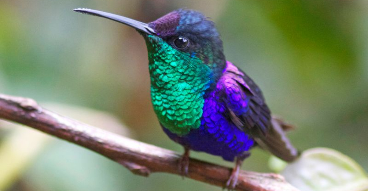 12 Purple Birds That Look Like Flying Jewels—and 5 That Are Shockingly ...