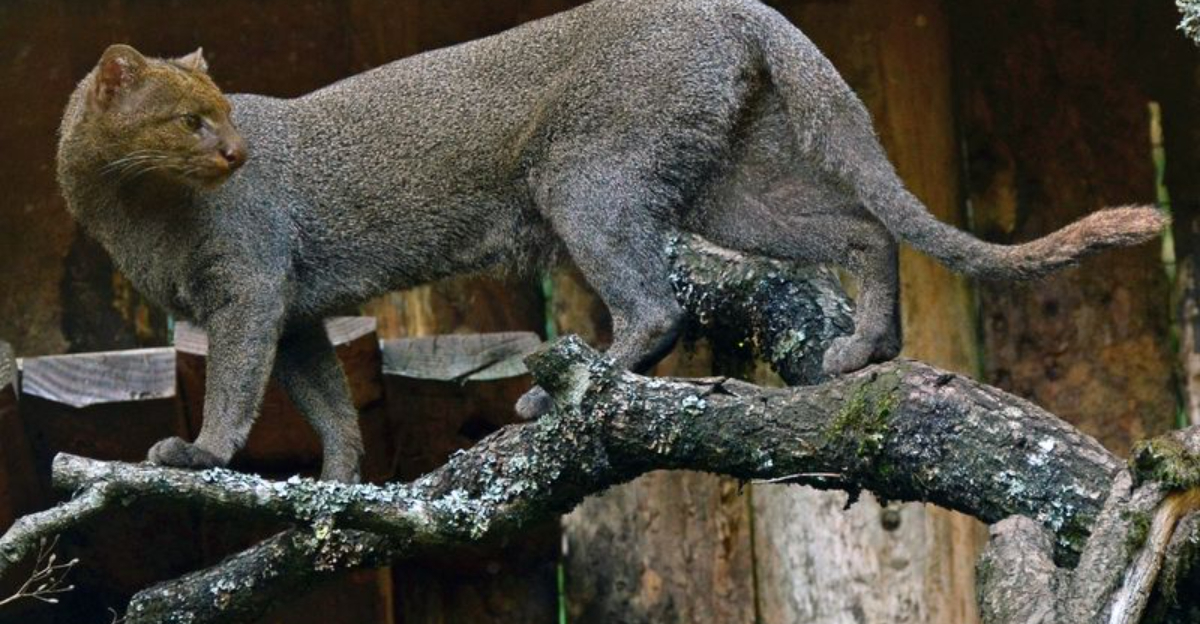 12 Rare Animals in U.S. National Parks (And 14 That You Can Spot Year ...