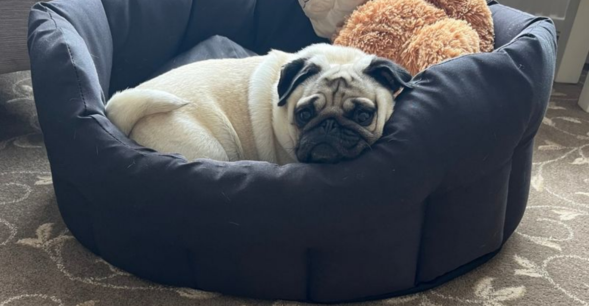 12 Rescued Dog Breeds That Will Forever Be Grateful and 5 That Might ...