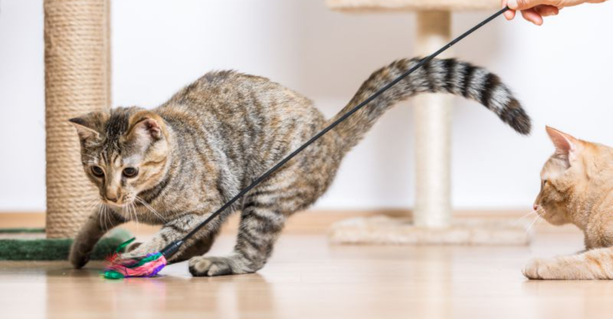 12 Simple Ways to Help Your Cat Feel at Home Indoors - Exploring Animals
