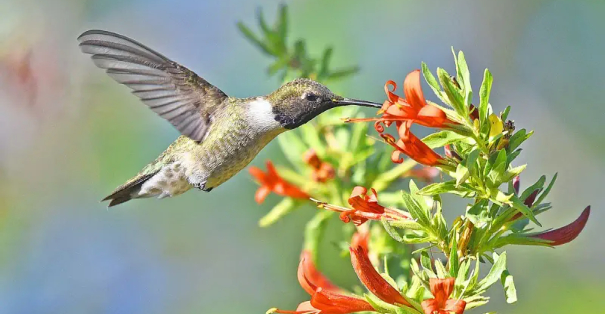 12 Things Scaring Hummingbirds Away From Your Yard - Exploring Animals