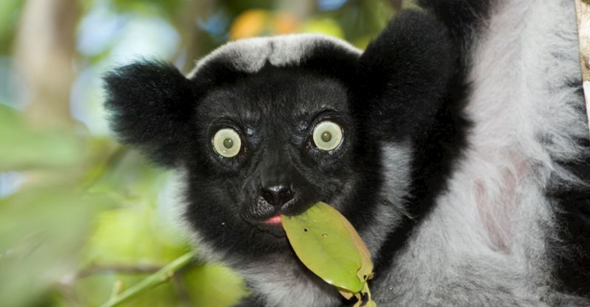 12 Wild Animals So Rare They’re Almost Myths—and 5 More That Only Show ...