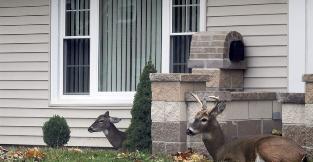 12 Wild Animals That Now Thrive in U.S. Cities—and 6 That Might Already ...
