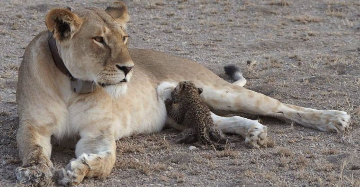 12 Wild Animals That Raise Orphans—Even When They're Not Their Own ...