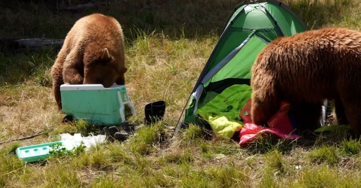 13 Animals That Crash Campsites When You’re Not Looking - Exploring Animals