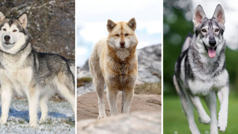 13 Dog Breeds Closely Related to Wolves—and 4 That Might Be Too Wild ...