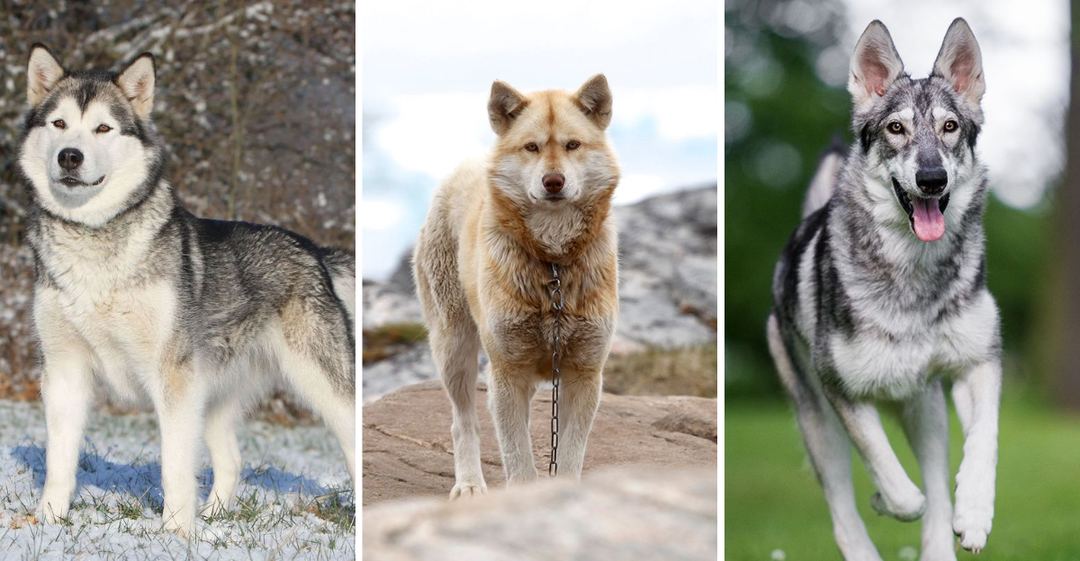 13 Dog Breeds Closely Related to Wolves—and 4 That Might Be Too Wild ...