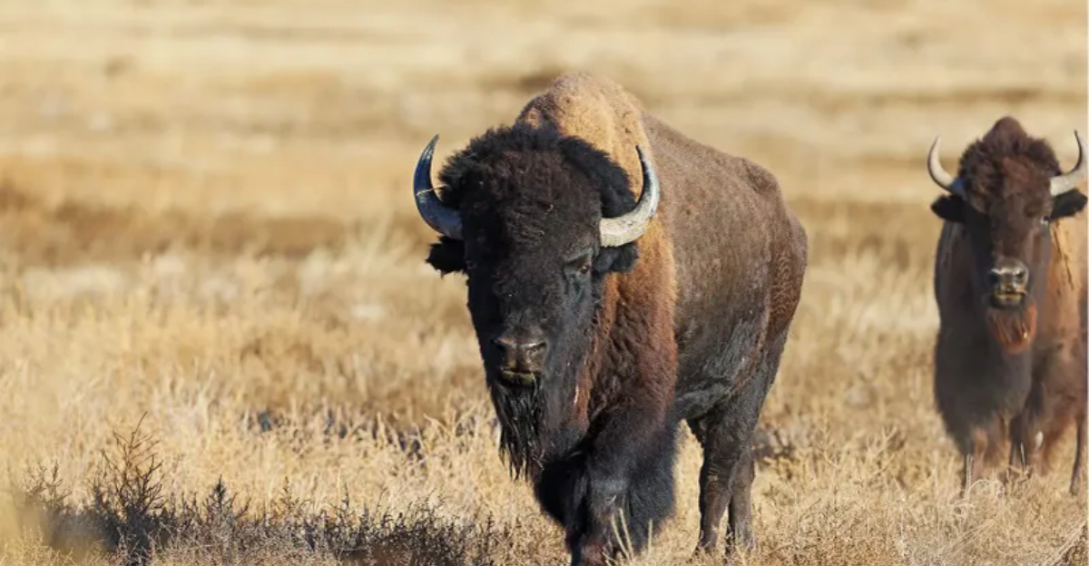 13 Extinct Species That Came Back—And 10 That Are Gone for Good ...