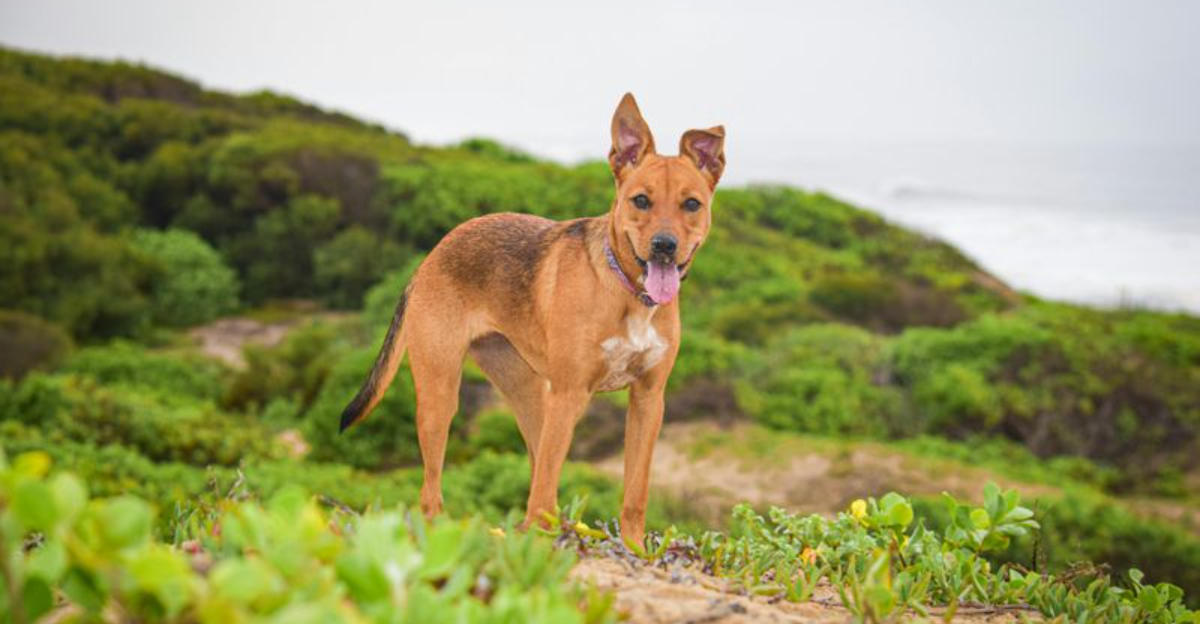 13 Extraordinary African Dog Breeds That Dominate the Wild - Exploring ...