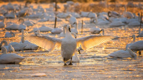 13 Fascinating Swan Facts That Highlight Their Grace and Beauty ...