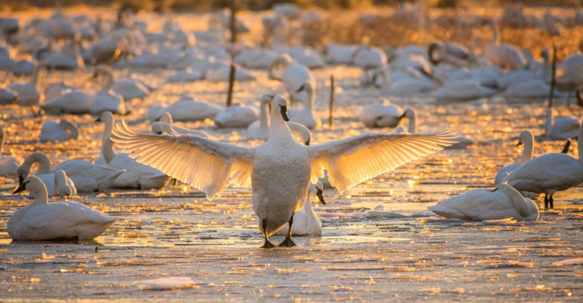 13 Fascinating Swan Facts That Highlight Their Grace and Beauty ...