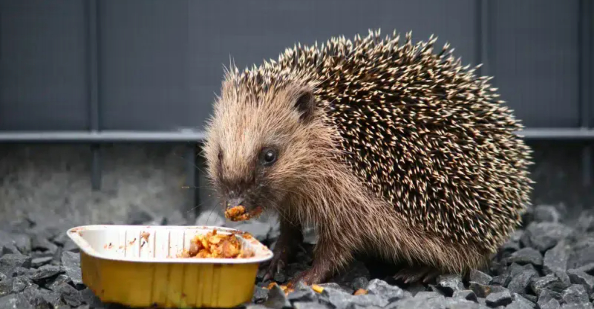 13 Foods Hedgehogs Can Safely Eat—And 4 That Could Be Harmful Without ...