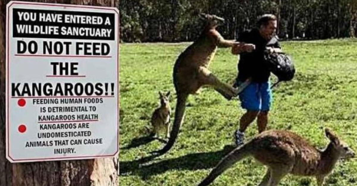 13 Harmless-Looking Animals That Have Killed People (And How It ...