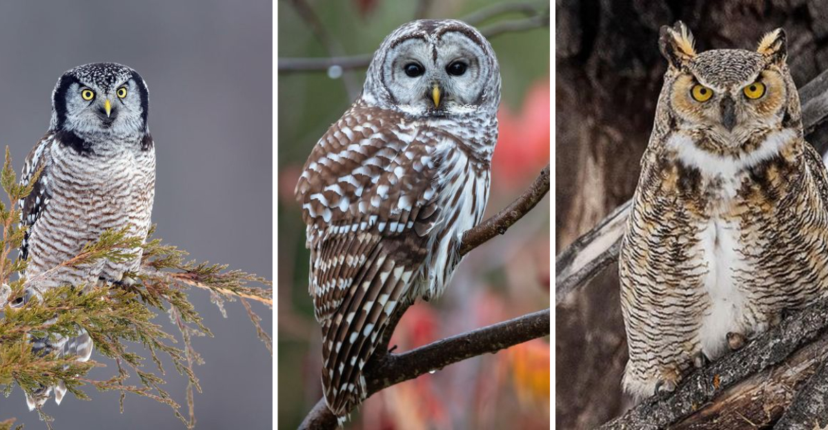 13 Owl Species Found in the U.S.—And the Best Places to Actually See ...