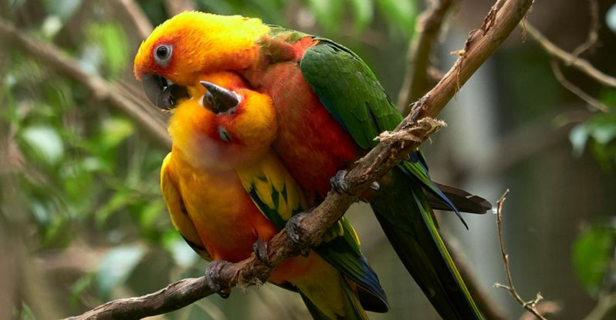 13 Pet Birds That Thrive with a Companion—and 6 That Get Stressed ...