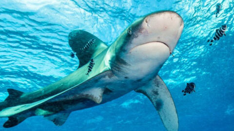 13 Sharks So Massive They’ve Been Mistaken for Submarines - Exploring ...