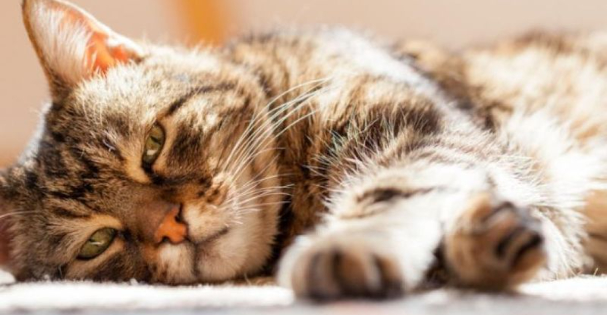 13 Signs a Cat Is Dying and 11 Ways to Comfort Them at the End ...