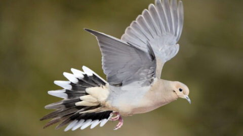 14 Amazing Mourning Dove Facts That Every Bird Lover Should Know ...