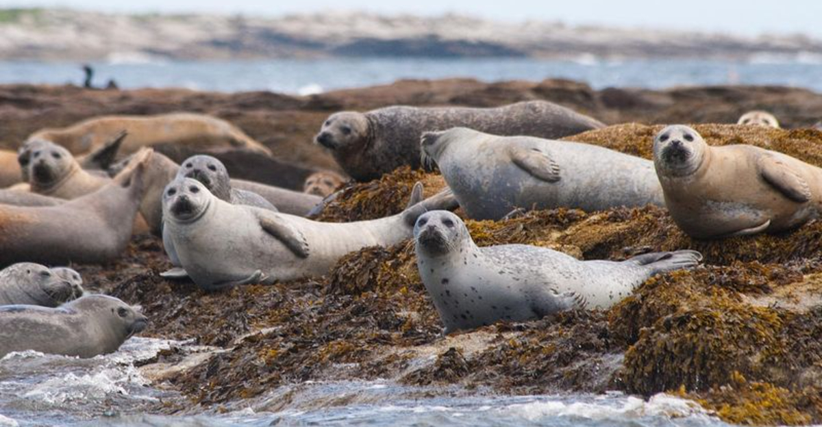 14 Amazing Places to Spot Seals Across the United States - Exploring ...
