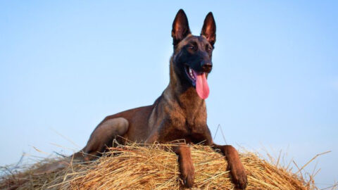 14 Dog Breeds With Pointy Ears That Make Them Look Wild—and Totally ...