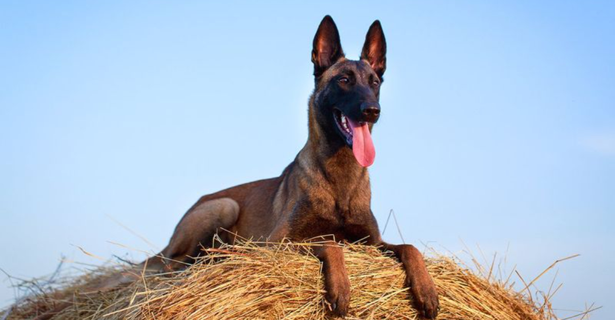 14 Dog Breeds With Pointy Ears That Make Them Look Wild—and Totally ...