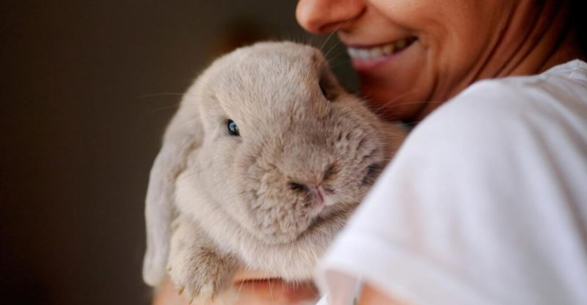 14 Myths About Rabbits That Make Owners Treat Them All Wrong ...