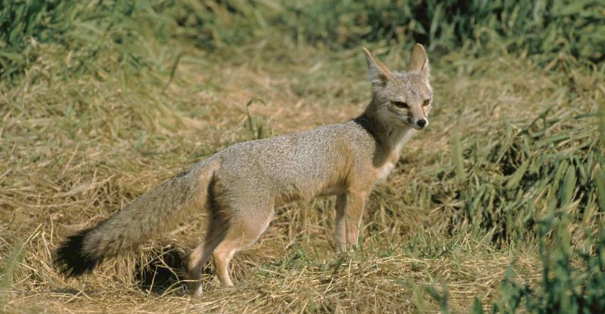 14 Rare Animals Found Only in One U.S. State—and Why They're So Hard to ...