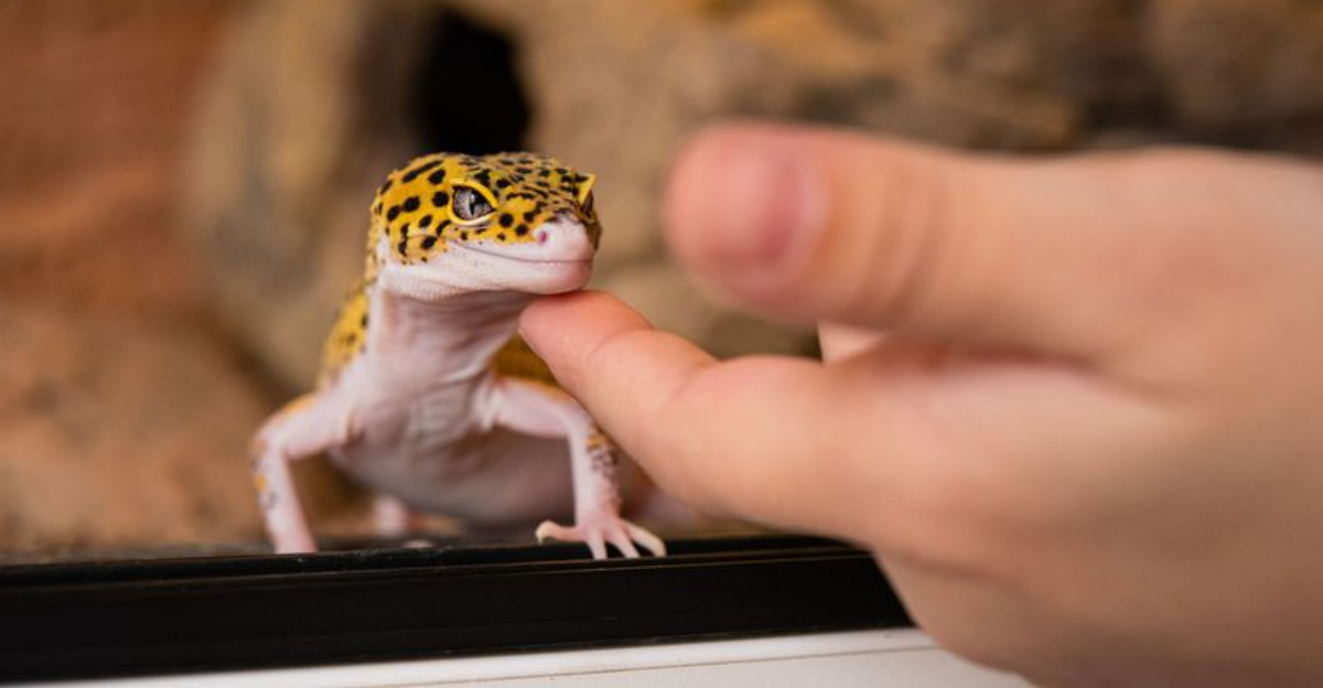14 Things Every New Reptile Owner Should Know - Exploring Animals