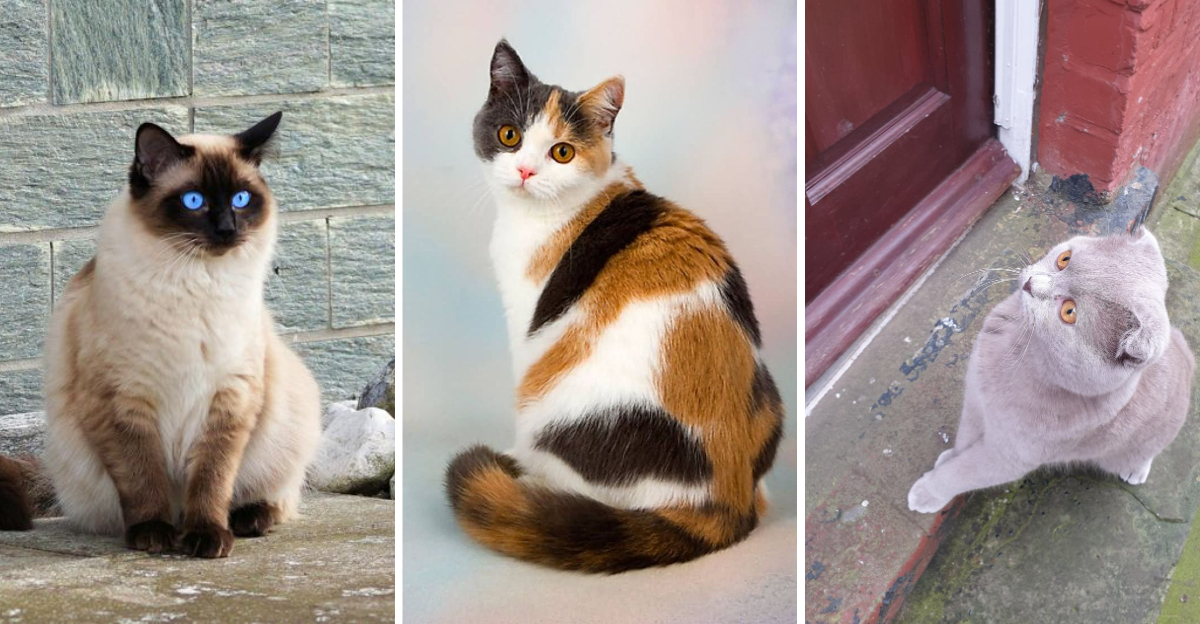 14 Unique Cat Colors and Patterns You’ll Fall in Love With - Exploring ...