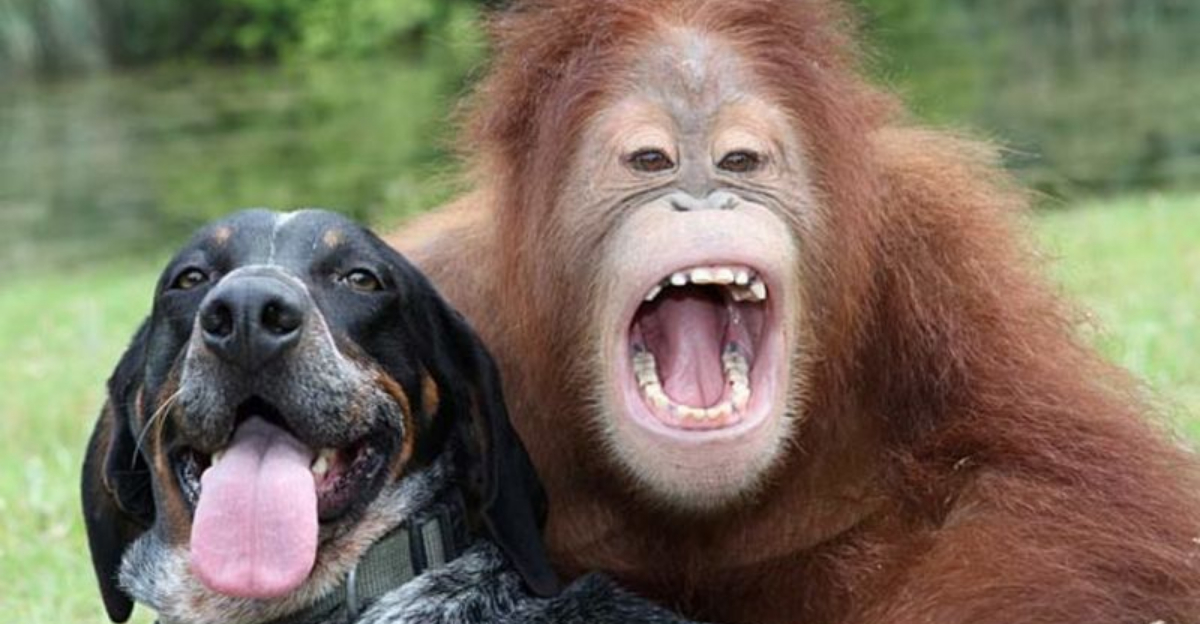 14 Unusual Animal Friendships That’ll Melt Your Heart - Exploring Animals