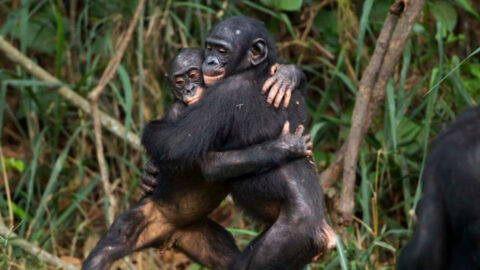14 Wild Animals Known for Kindness and 7 That Are Surprisingly Gentle ...