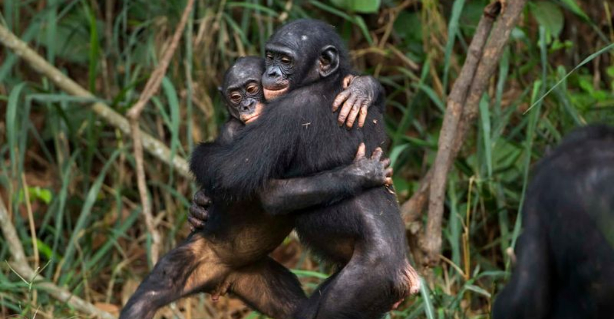 14 Wild Animals Known for Kindness and 7 That Are Surprisingly Gentle ...