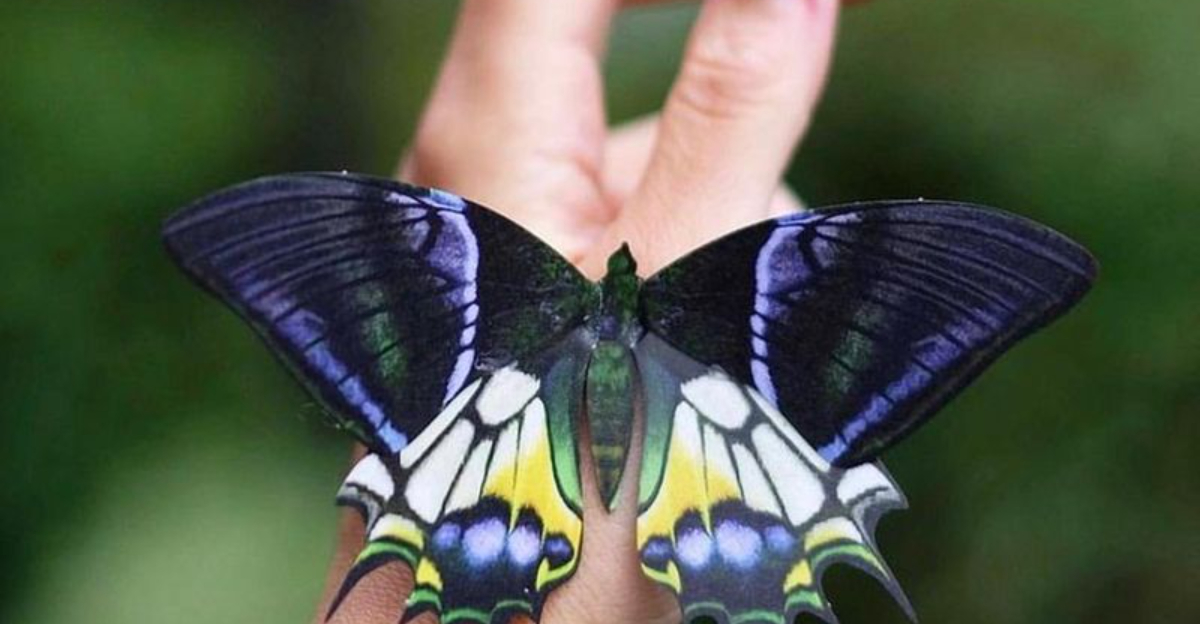14 Wildly Unique Butterflies That Prove Nature Has No Limits ...