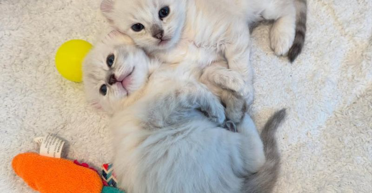 15 Cats That Love Nothing More Than Snuggling in Your Lap - Exploring ...