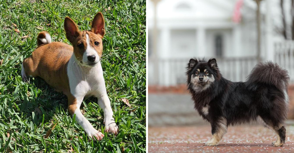 15 Dog Breeds Tailored for Introverts Seeking a Loyal Friend ...