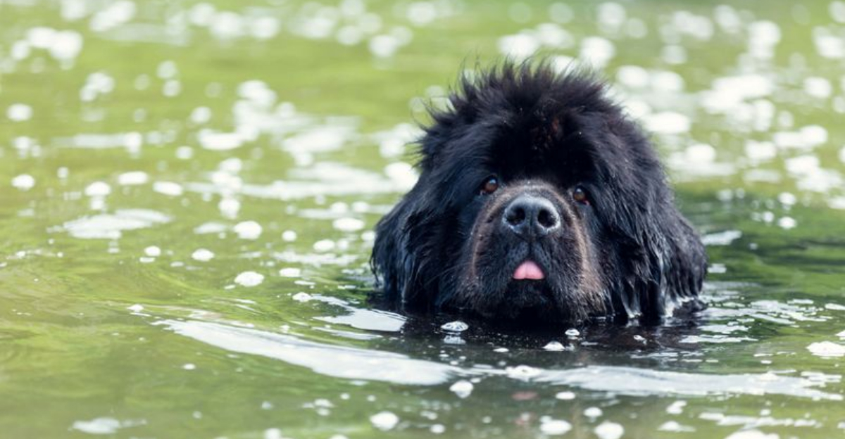 15 Dogs That Love Water and 5 That Are Afraid of It - Exploring Animals