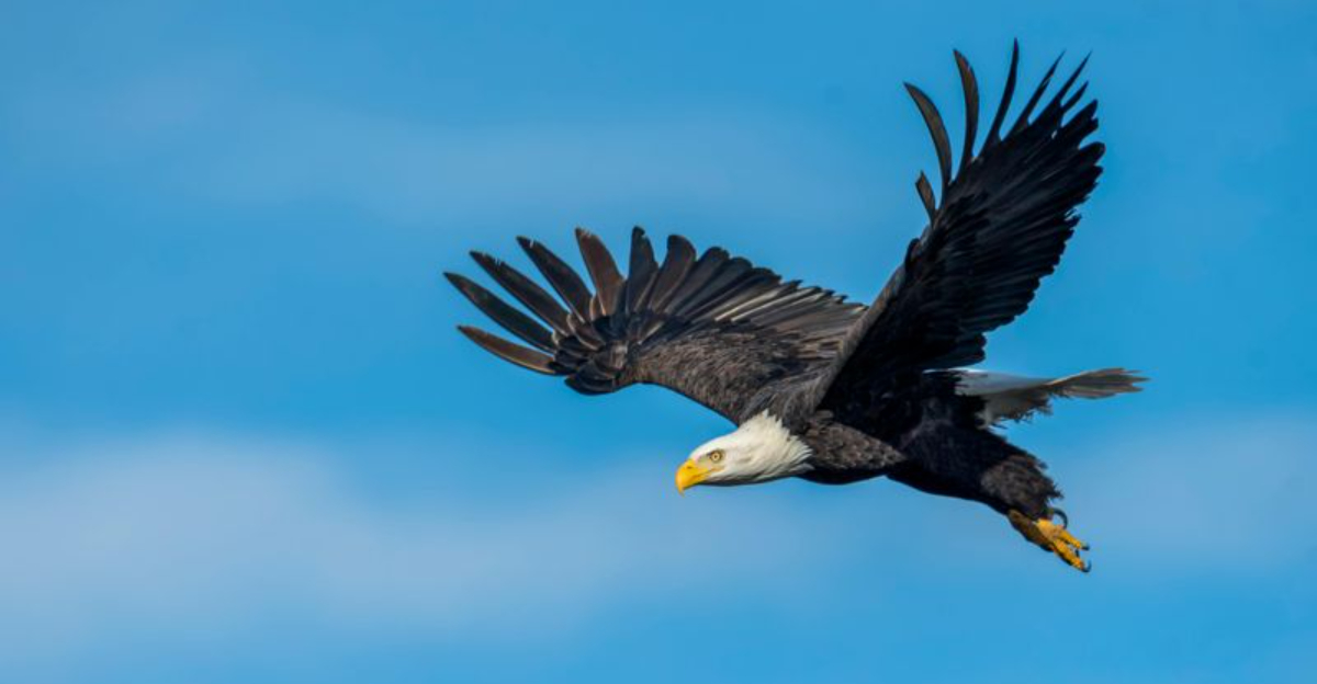 15 Extraordinary Birds That Showcase America’s Natural Beauty ...