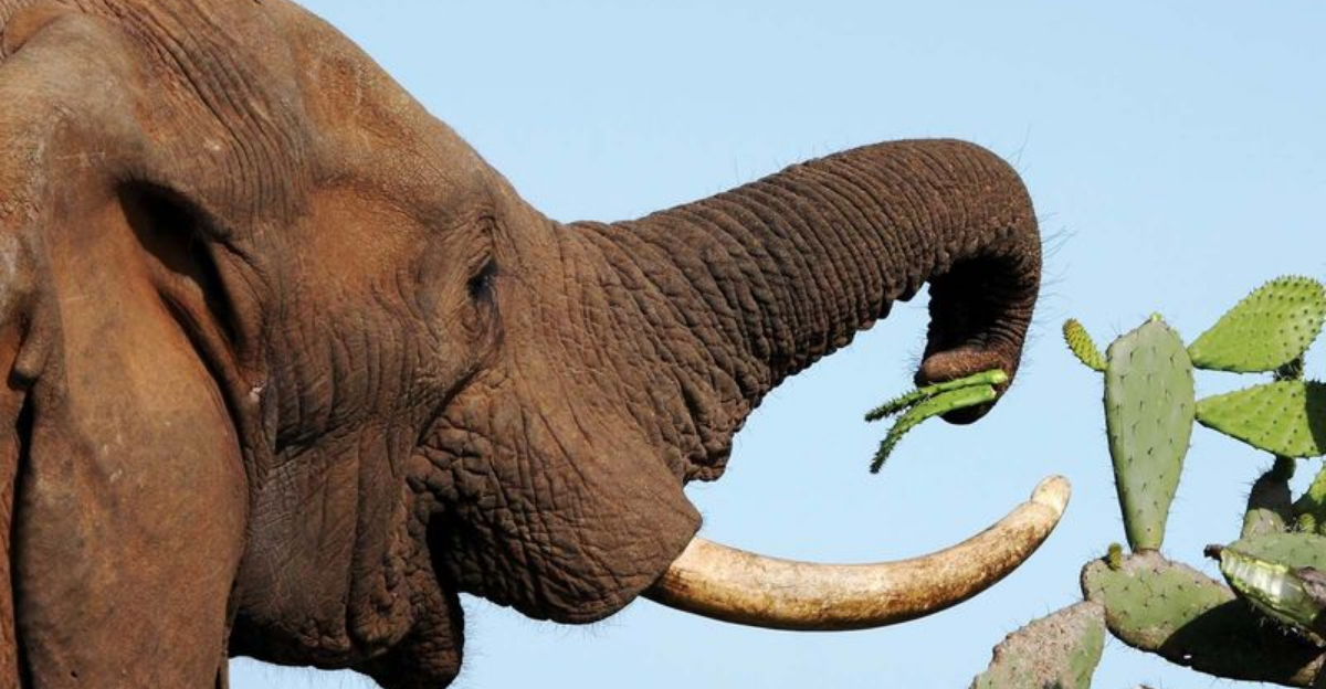 15 Fascinating Animal Intelligence Facts and 5 More That Prove How ...