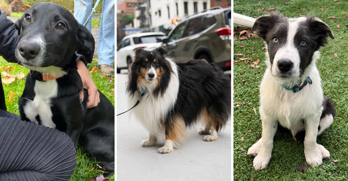 15 Gorgeous Border Collie Mixes That Will Brighten Your Day - Exploring ...