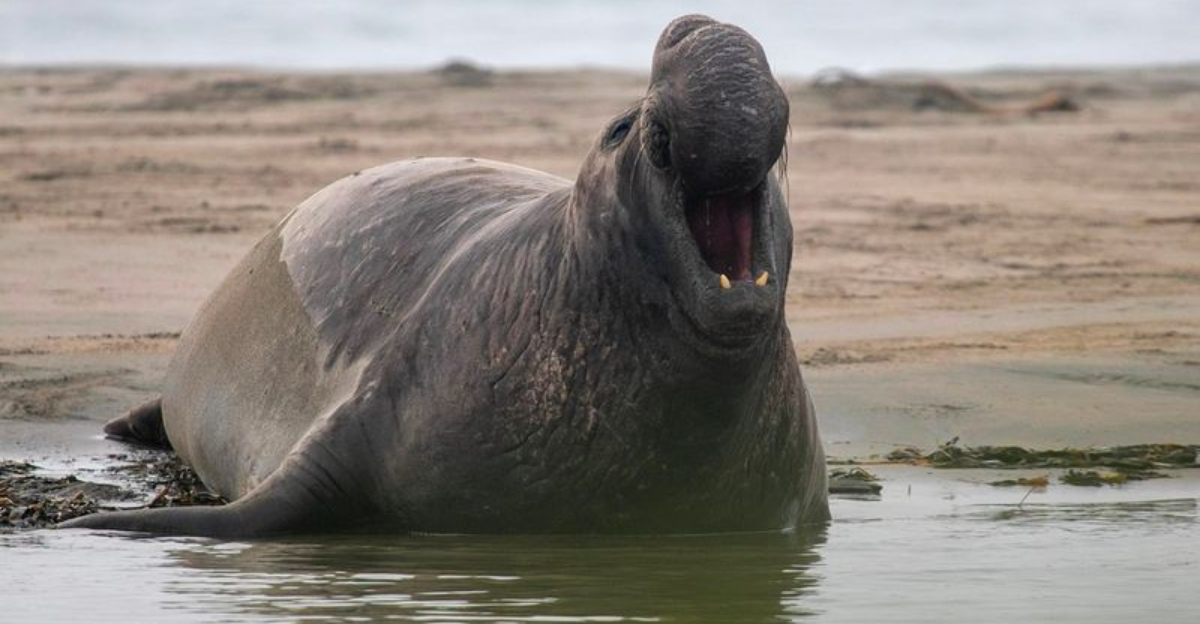 15 Mammals That Mastered the Ocean—and 5 More That Thrive in Both ...