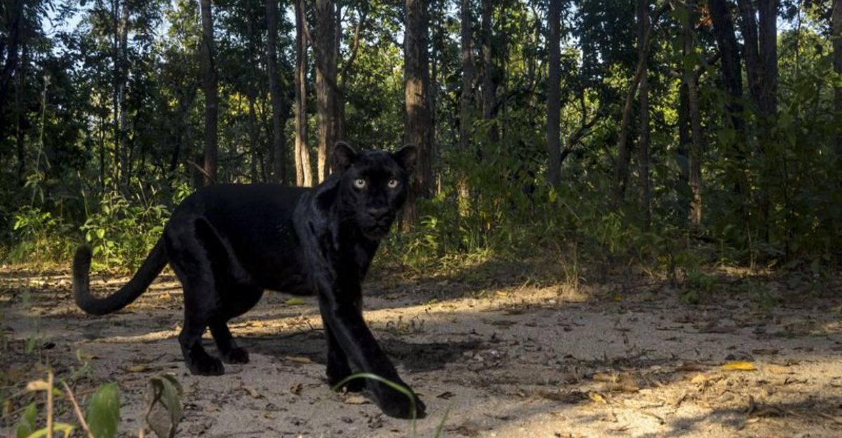 15 Mysterious Panther Facts You’ve Probably Never Heard—Including Where ...