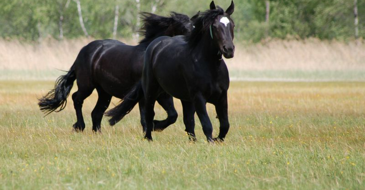 15 Rare Horse Breeds That Most People Don’t Know Exist - Exploring Animals