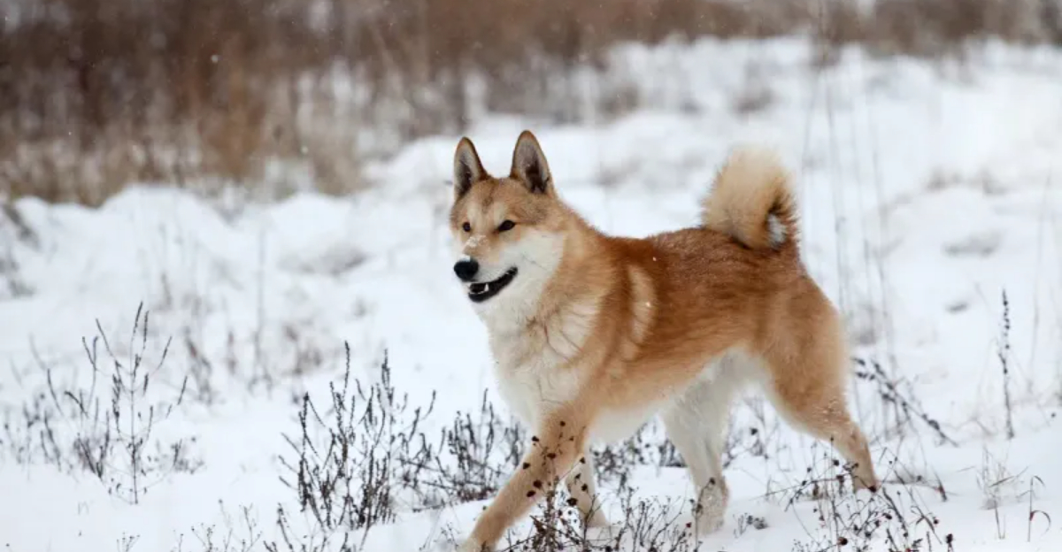 15 Russian Dog Breeds That Were Built for Snow, Strength, and Loyalty ...