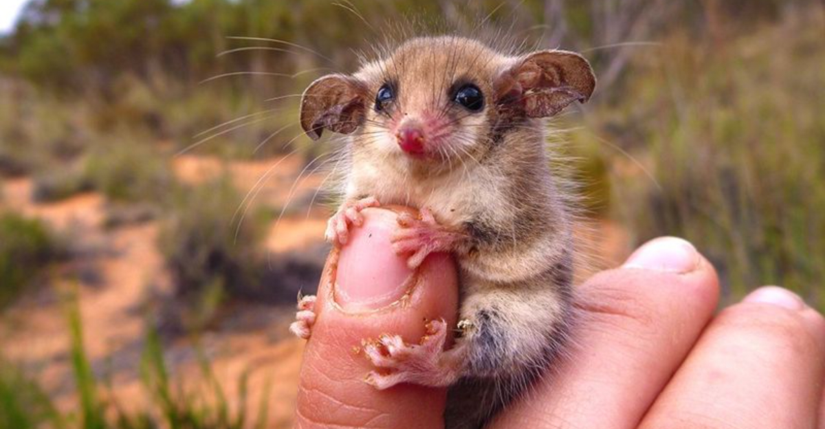 15 Smallest Mammals on Earth You Didn’t Know Existed - Exploring Animals
