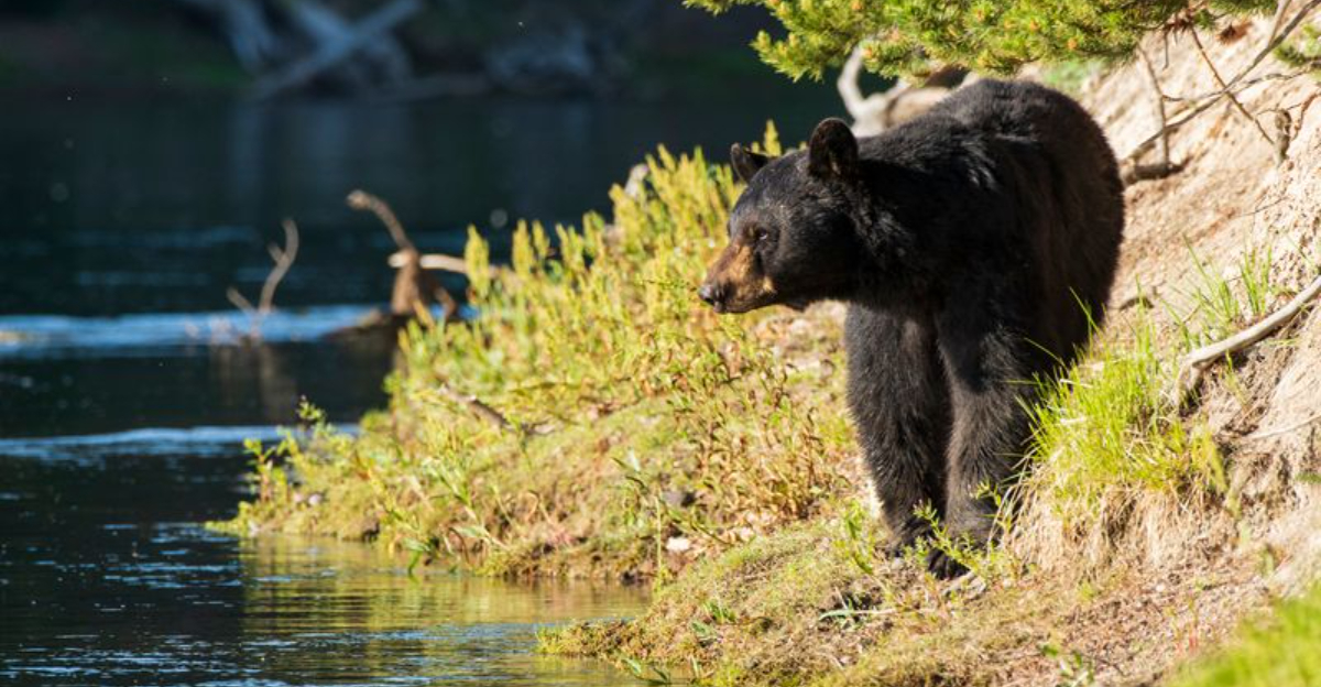 15 U.S. Hiking Trails With the Highest Bear Encounters According to ...