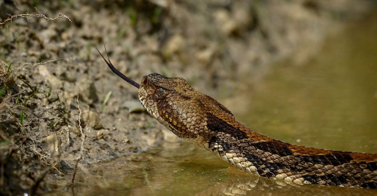 15 U.S. Rivers Full of Venomous Snakes (And 5 That Are Snake-Free Zones ...