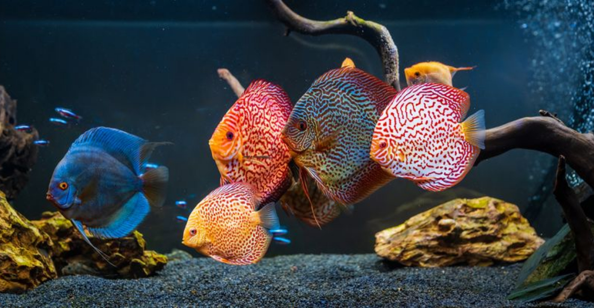 16 Fish That Make Great Pets and 4 That Are Trickier to Care For ...