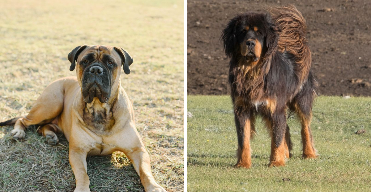 16 Intimidating Dog Breeds that are Softies at Heart - Exploring Animals